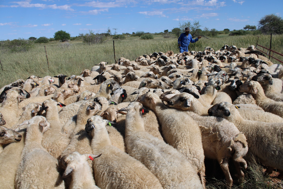 Karakul Circulations: Colonial Economies and the Un_Making of ...
